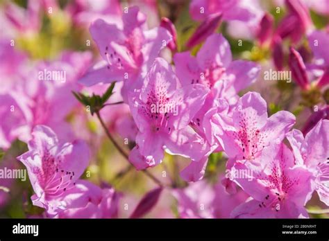 Close Up Of Mauve Rhododendron Yedoense Korean Azalea Flowers In