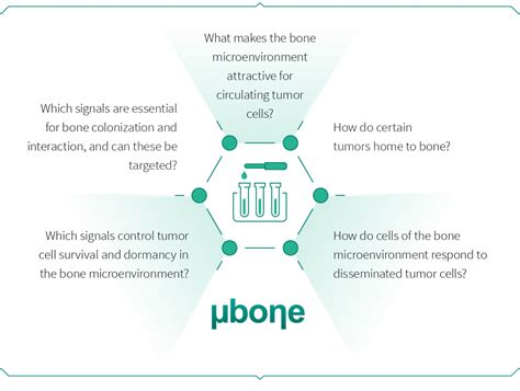µbone Consortium • Tumor Cells In The Bone Microenvironment