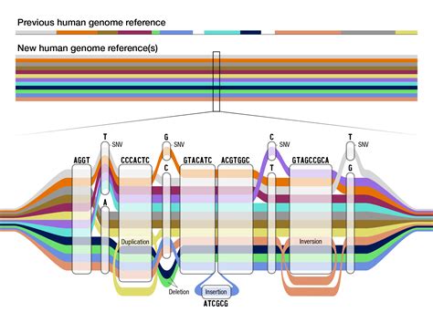 Why The Updated Map Of The Human Genome Matters Bionews
