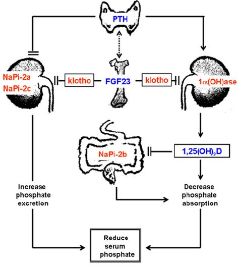 Simplified Diagram Showing Multi Organ Interactions In Regulation Of