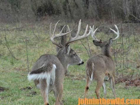 The Nut Hunter And The Also Scouter Bag Their Buck Deer Each Season