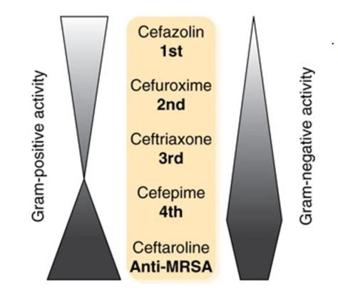 Cephalosporins Flashcards Quizlet