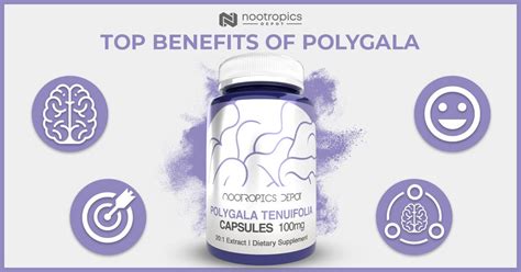 New Blog The Top Benefits Of Polygala Tenuifolia R Nootropicsdepot