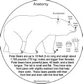 Polar Bear Anatomy Diagram 78 Images About Anatomy Mammal On