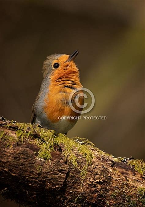 💬 Eurasian Robin Sfx Library