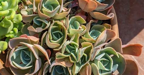 Succulent Dormancy 5 Easy Ways To Tell If Your Succulent Is Going Dormant