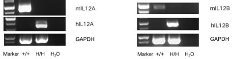 Human Il12ahil12b Mice 动物和细胞系模型 百奥赛图