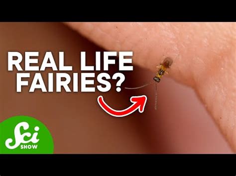 What Bugs Are Smaller Than Ants