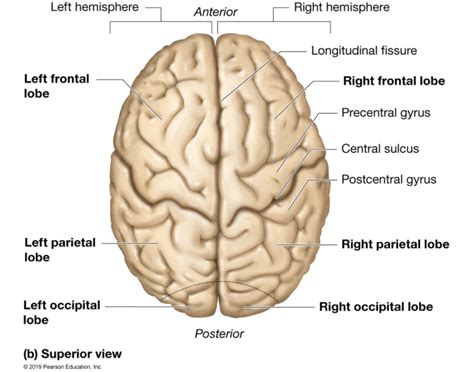 Outer Brain Functions Quiz