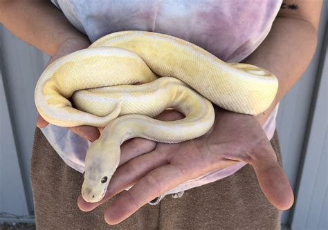 Python Regius Albino Ball Python Female Pytregiusalbinofe