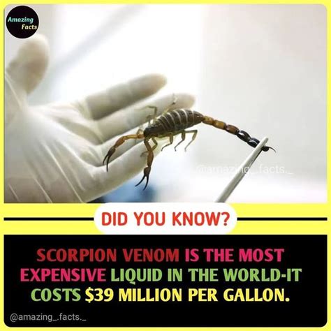 Did You Know Scorpion Venom Is The Most Expensive Liquid In The World
