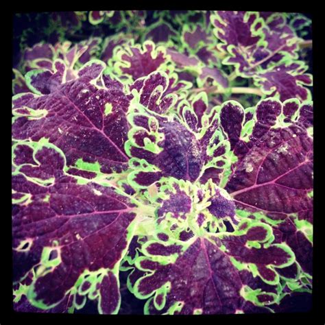 Taken At Phipps Plants Garden Vegetables