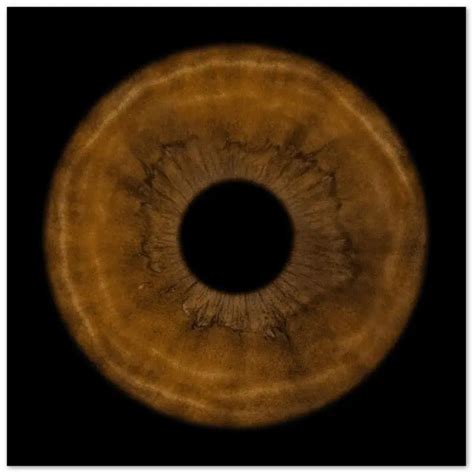 Custom Iris Art Print The Pristine Eye Photography Wall Art Iris Blink®