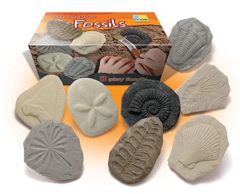 Yellow Door Lets Investigate Fossils Early Educational Learning