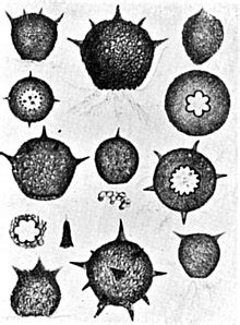 Difflugia Wikipedia