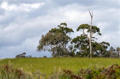 Premium Photo Long Grass In A Paddock In Australia On A Regenerative Farm In Spring