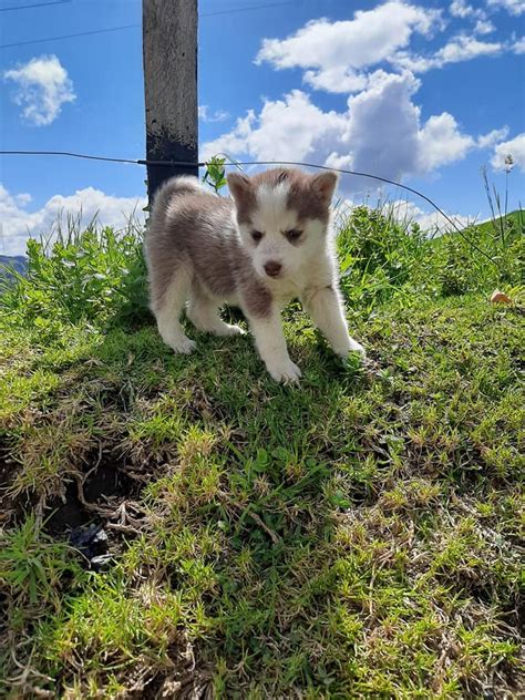 Criadero De Perros Pomsky ★ El Mejor Precio Colombia