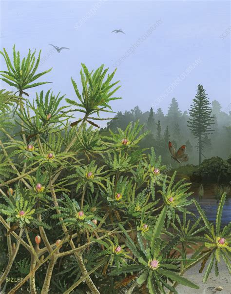 Cretaceous Plants Illustration Stock Image C0590536 Science