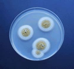 Microbiología Y Epidemiología Cladosporium Sp