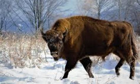 Zimbrul A Reapărut în Pădurile Din România