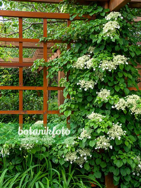Image Climbing Hydrangea Hydrangea Anomala 426166 Images And