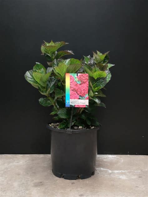Hydrangea Raspberry Crush Compact High Colour Mophead Variety