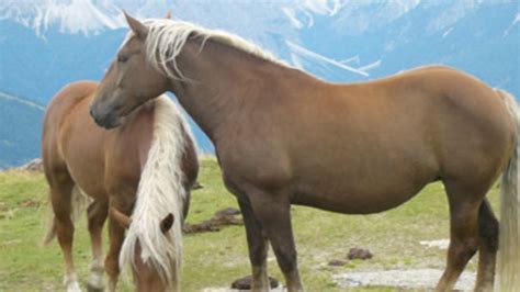 Mann Beim Sex Mit Pferd Erwischt Oe24at