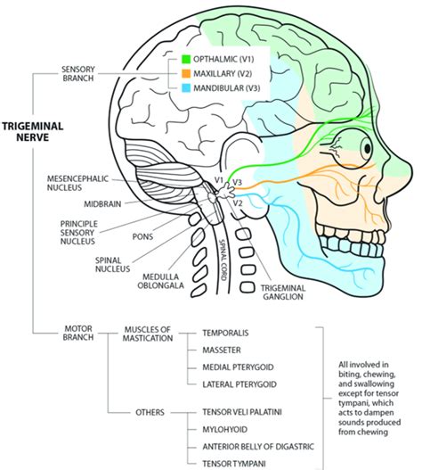 Trigeminal Cardiac Reflex