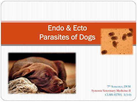 Examples Of Endo Parasite At Harry Reese Blog