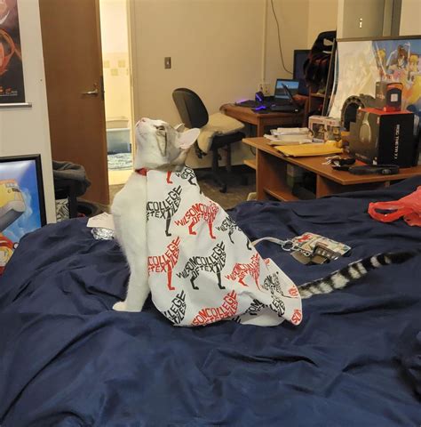 Super Catten Catten By Day Hero By Night Rcats