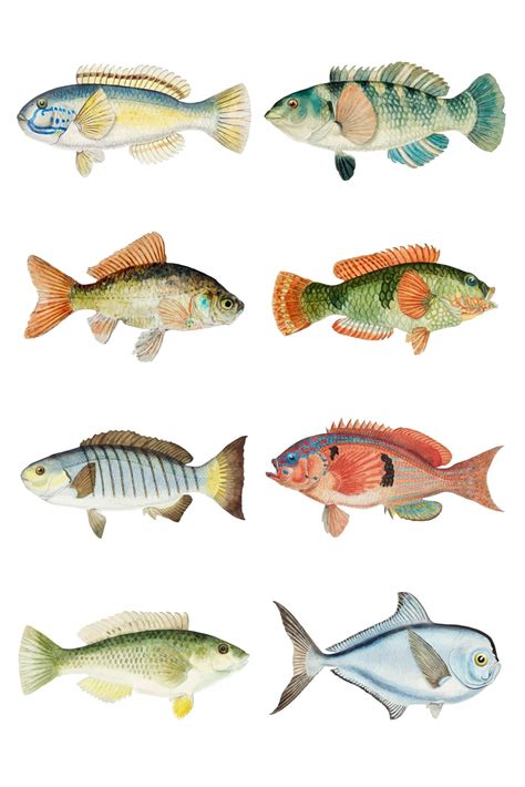 海洋生物魚ベクトル ビンテージ クリップアート イラスト混合 無料ベクトル素材