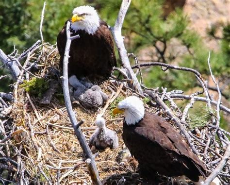 9 Different Types Of Bird Nests And How To Spot Them Birds And Blooms