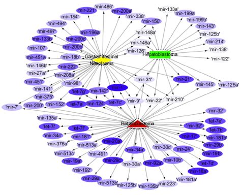 The Association Network Between Disease And Mirna Download