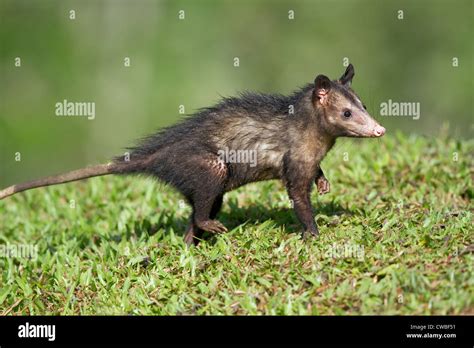 Common Opossum