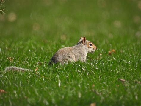 Premium Photo Cute Squirrel In The Grass