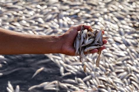 Iraq Blames Low Water Flow For Mass Fish Deaths In Southern Marshes