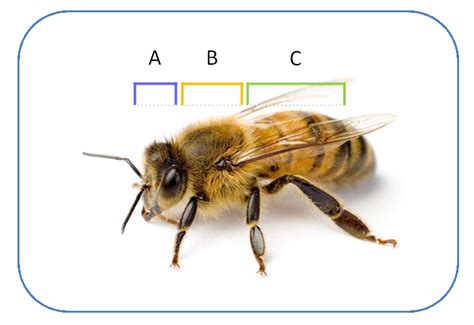 Abeka Third Grade Science Quiz 7 Diagram Quizlet