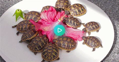 My Tortoise Hatchlings Eating A Hibiscus Flower  On Imgur