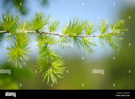 Western Larch Needles
