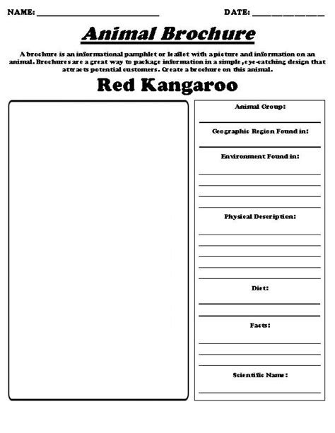 Red Kangaroo Informational Brochure Worksheet And Webquest Classful
