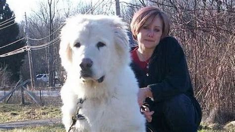 Caucasian Shepherd Breeders In The Us
