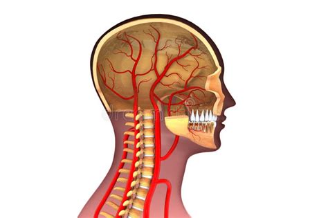Human Head Cross Section Stock Illustration Illustration Of Normal 389399642