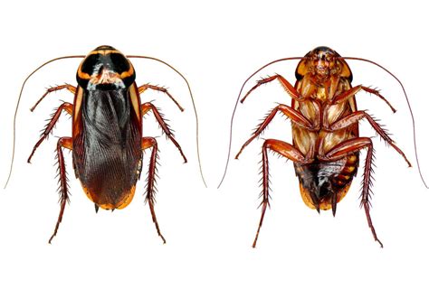 Museo De Insectos Seis Décadas De Atesorar Los Insectos Más