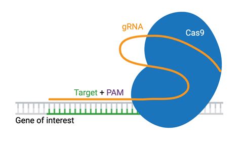 Typing Crispr Systems