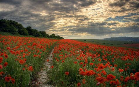 Poppy Field Wallpapers Top Free Poppy Field Backgrounds Wallpaperaccess