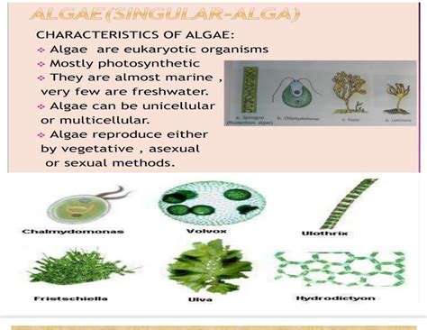 Apsg Class8microorganisms Lesson Notes