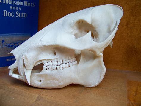 Lot Javelina Skull