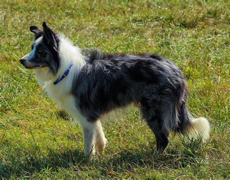 Border Collie Herding Dog Canine Free Photo On Pixabay