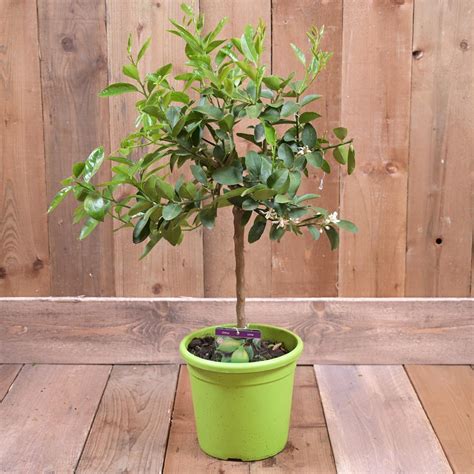 Lime Mini Stem 70 80cm 20cm Pot Fruit Trees Polhill Garden Centre