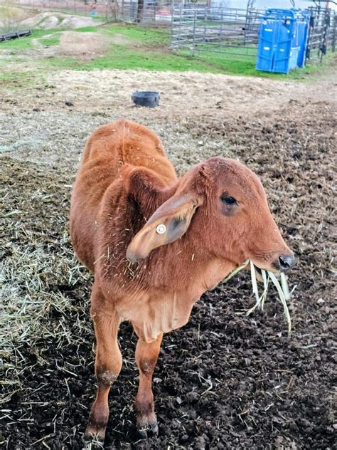 Ruby Jewell Lamberts Ranch
